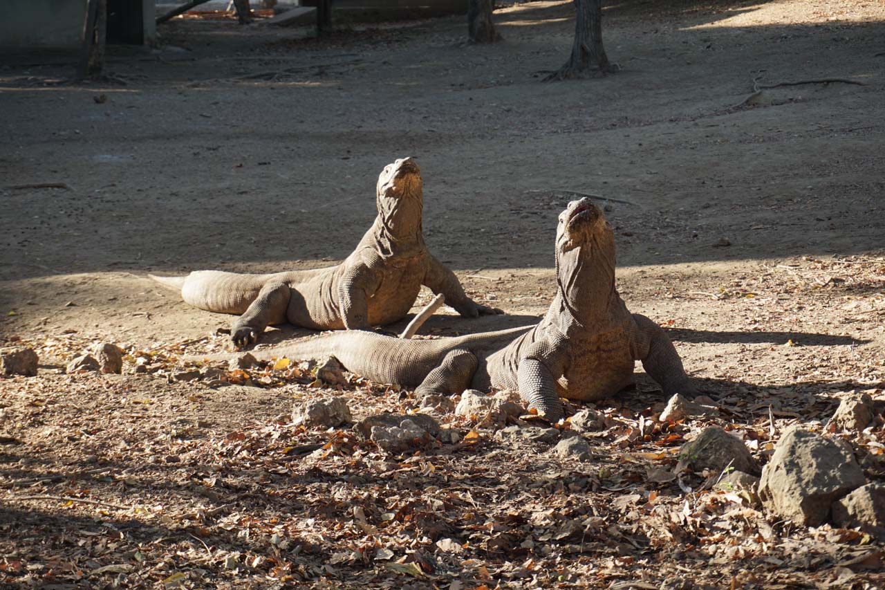 Komodo Nationalpark: Inseln, Tauchen und Komodowarane