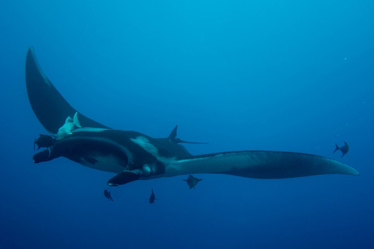 Mantarochen in Indonesien: Die sanften Riesen der Meere - Indojunkie