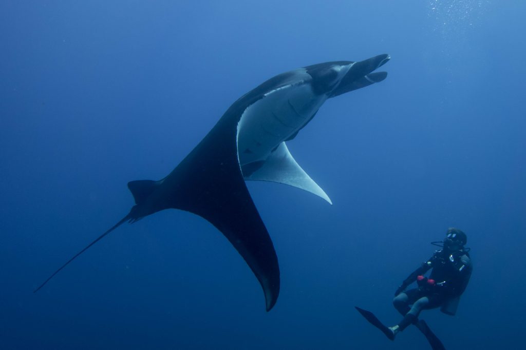 Mantarochen in Indonesien: Die sanften Riesen der Meere - Indojunkie