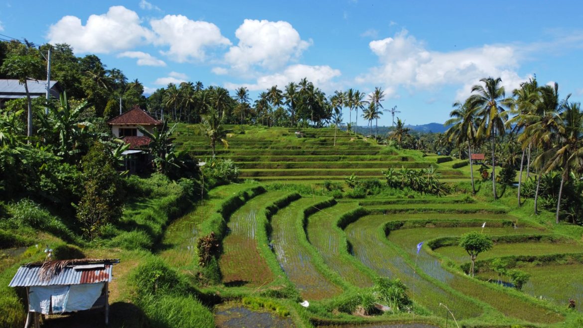 Lovina Bali: Unsere Tipps für den Norden Balis - Indojunkie
