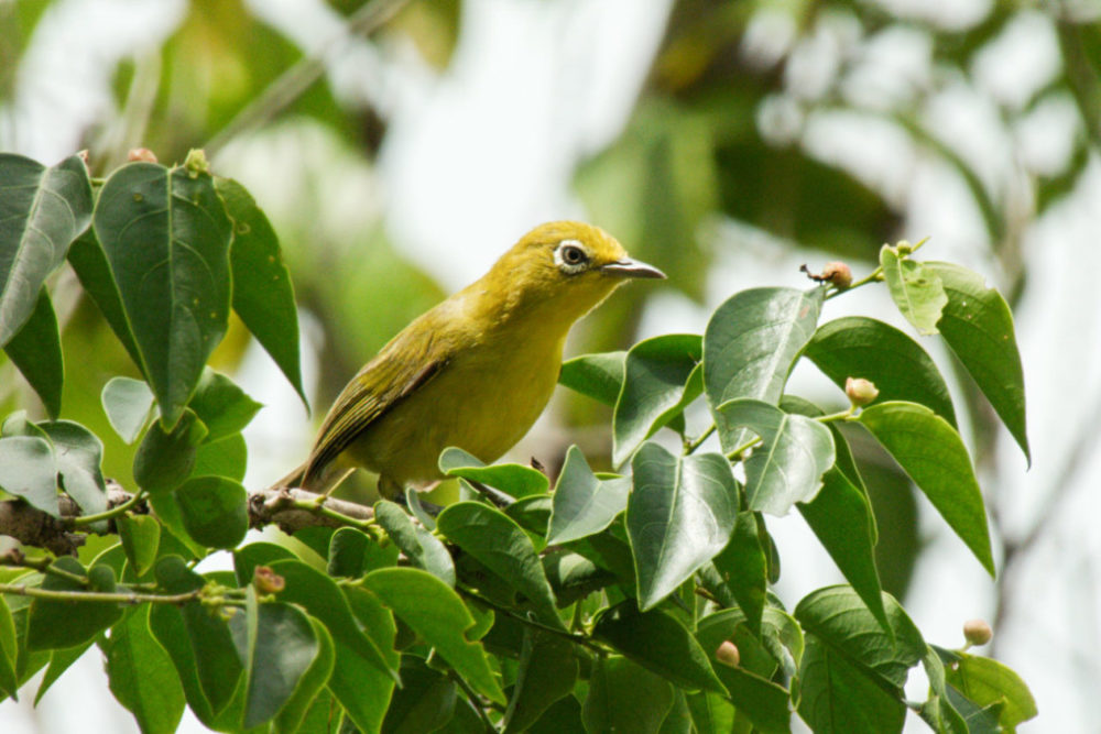 Unentdeckte Tierarten auf der Inselwelt in Nord Sulawesi (Interview)