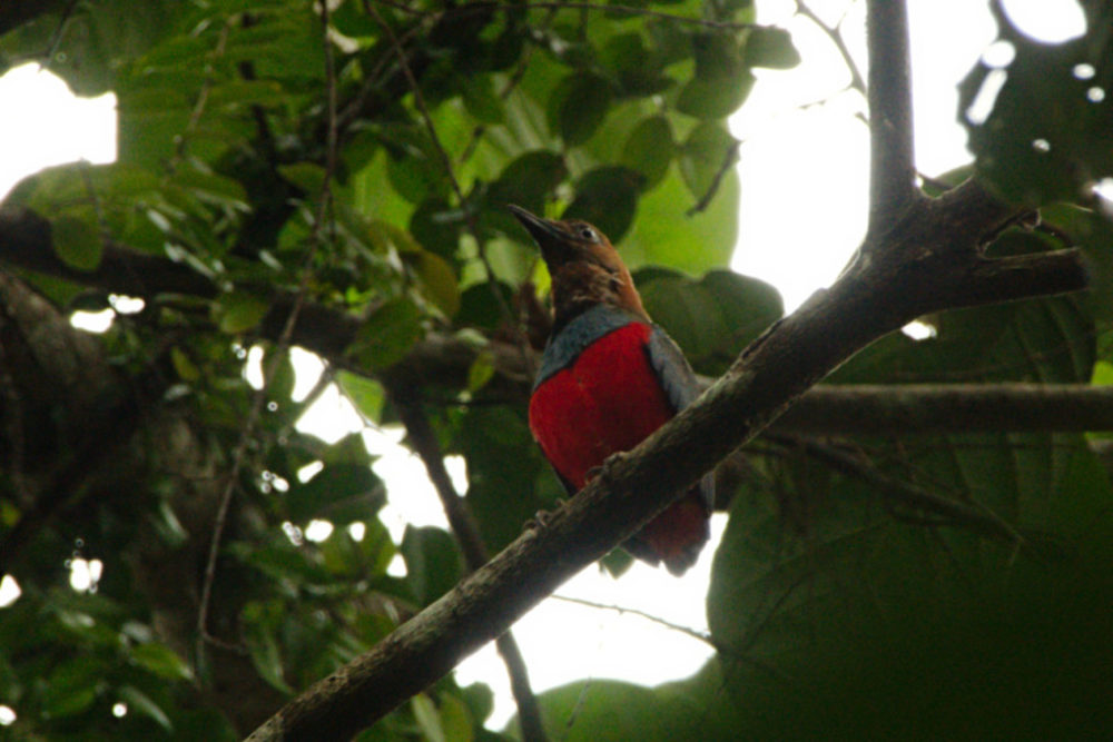 Unentdeckte Tierarten auf der Inselwelt in Nord Sulawesi (Interview)